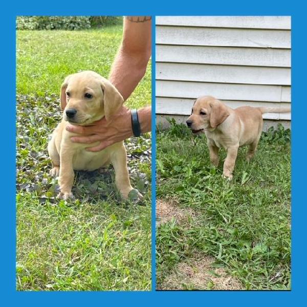 2 AKC YELLOW LAB MALES (8 WEEKS OLD)