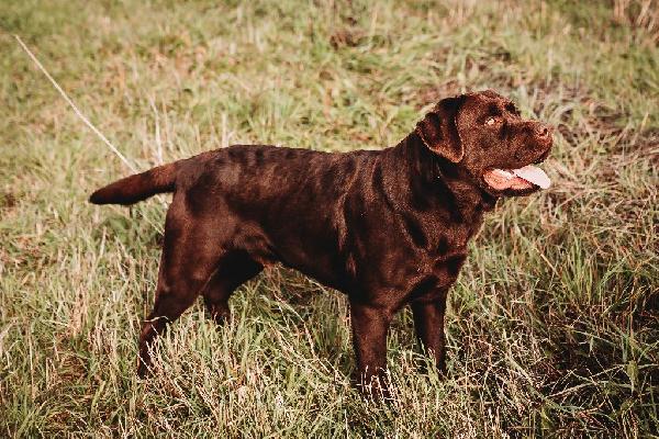 3 YR OLD CHOCOLATE MALE LABRADOR