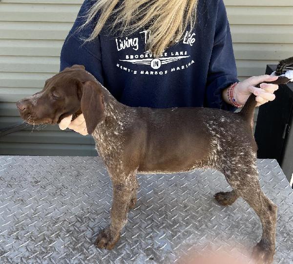 AKC GSP PUPPIES