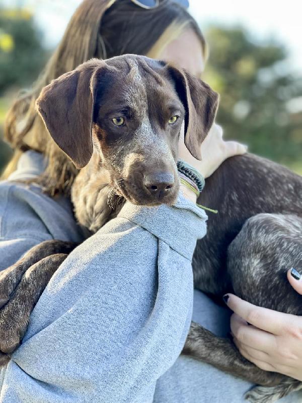 LIVER ROAN GSP PUPPY