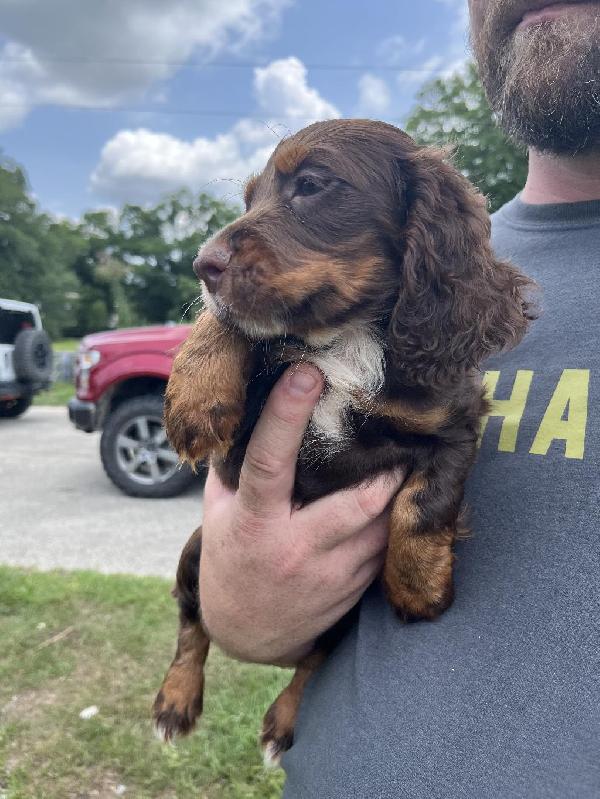 English Cocker Spaniel