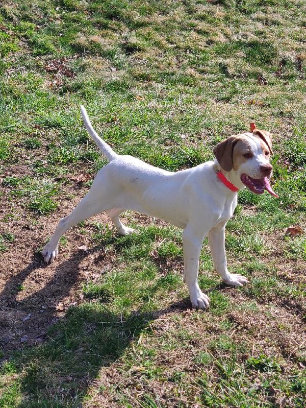 English Pointer