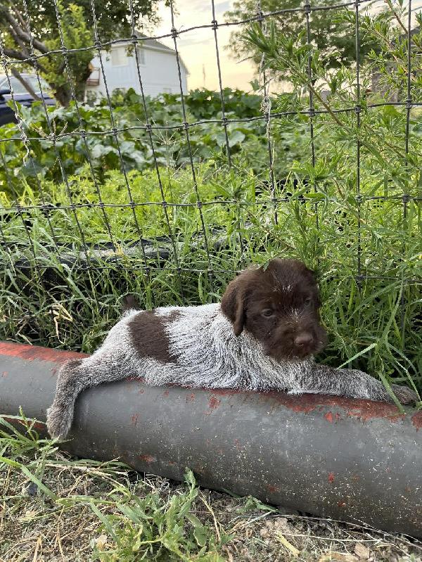 AKC WIREHAIRED POINTING GRIFFON PUPPIES