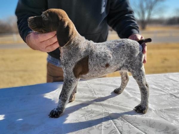 AKC GSP LIVER ROAN FEMALE