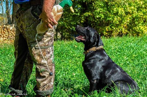 FIELD BRED ENGLISH LABRADOR RETRIEVER PUPPIES