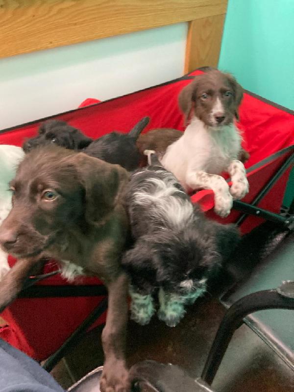 GERMAN SHORTHAIR POINTER DOODLES