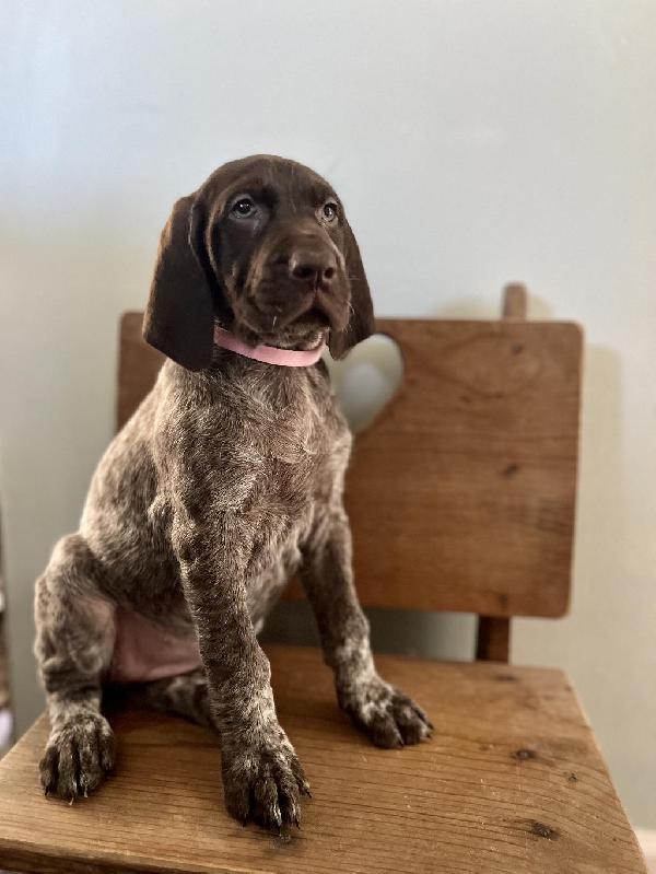 GERMAN SHORTHAIR PUPPIES
