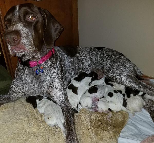 GERMAN SHORTHAIR PUPPIES FOR SALE