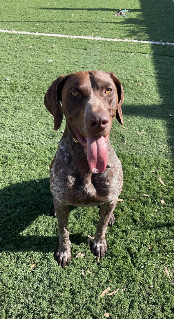 STARTED AKC REGISTERED GSP