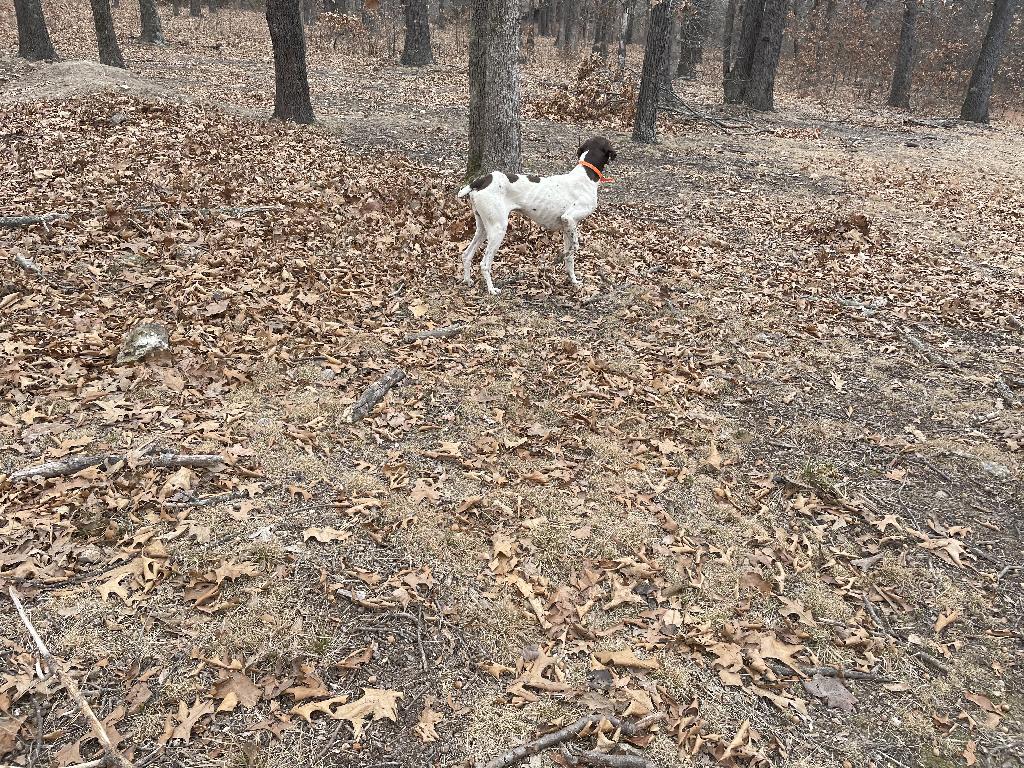 5 YEAR OLD GERMAN SHORTHAIR 5-year-old-german-shorthair