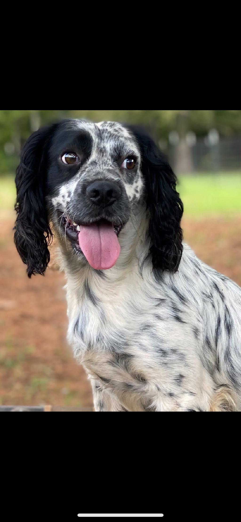 ENGLISH COCKER SPANIELS