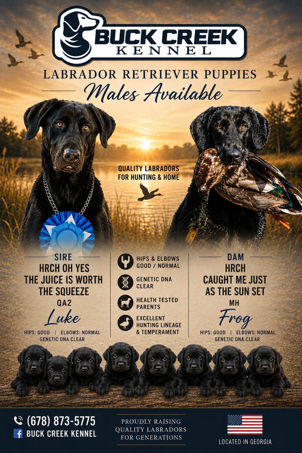 HRCH LUKE QA2 X HRCH FROG MH NDL
