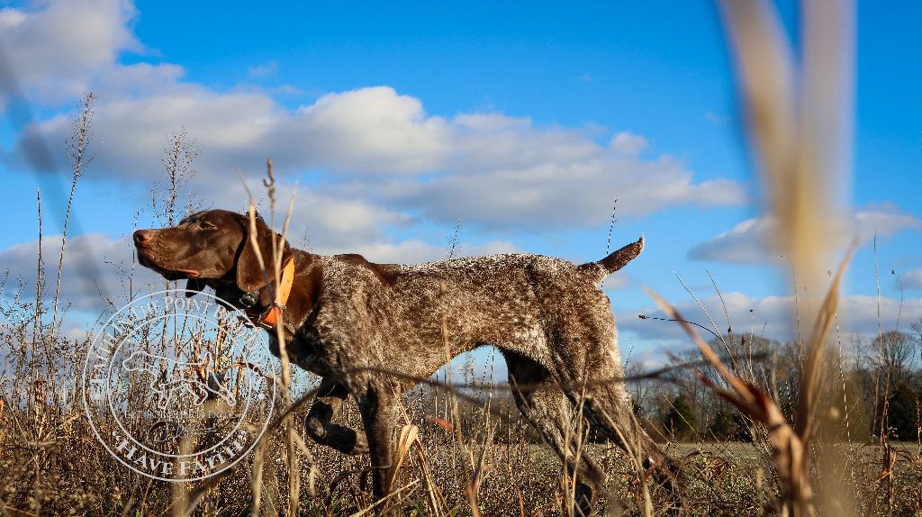 WELL STARTED 10 MO. LIVER ROAN FEMALE GSP