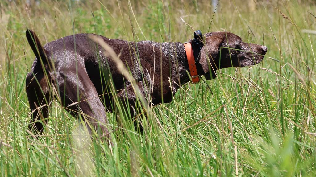 FINISHED 2 Y/O FEMALE GSP