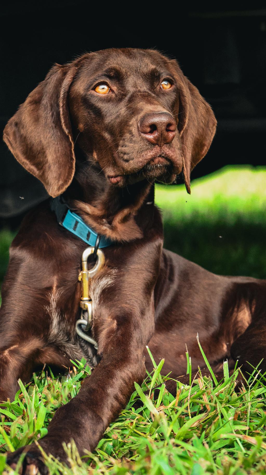 FINISHED 2 Y/O FEMALE GSP