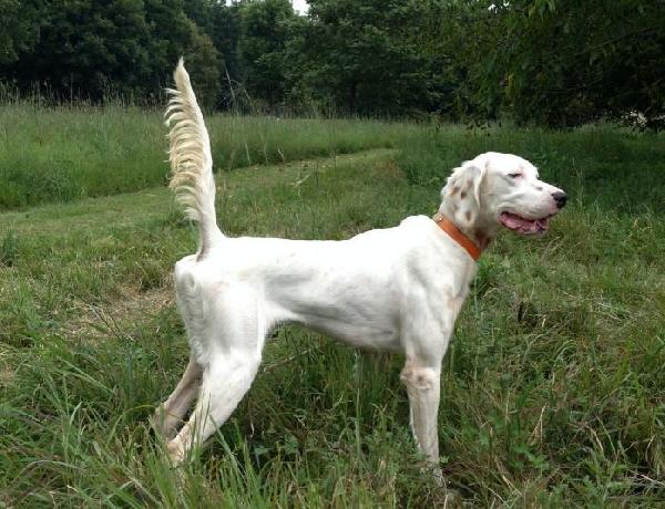 SHADOW OAK BO X RIDGE CREEK COD Y BRED MALE