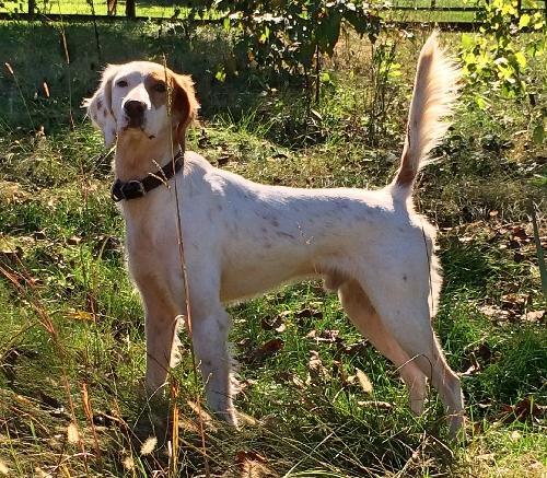 CH SHADOW OAK BO BRED PUPS