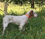 English Setter