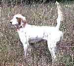 English Setter