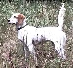 English Setter