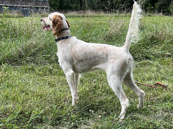 English Setter