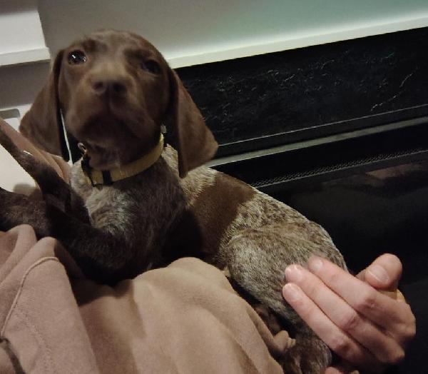 AKC GSP PUPPIES