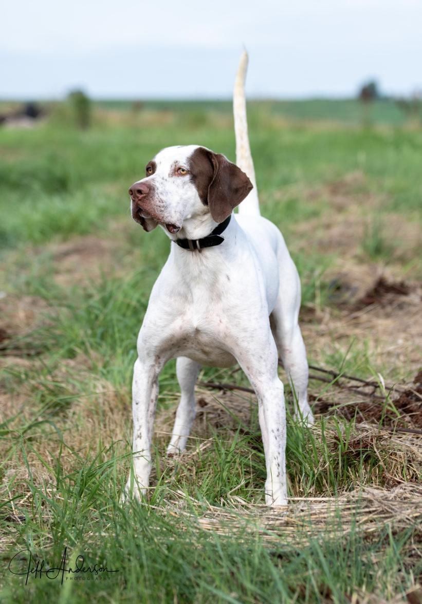 ENGLISH POINTERS PUPS FOR SALE