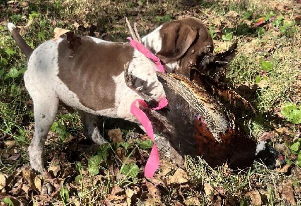 12 WEEK OLD GSP MALE