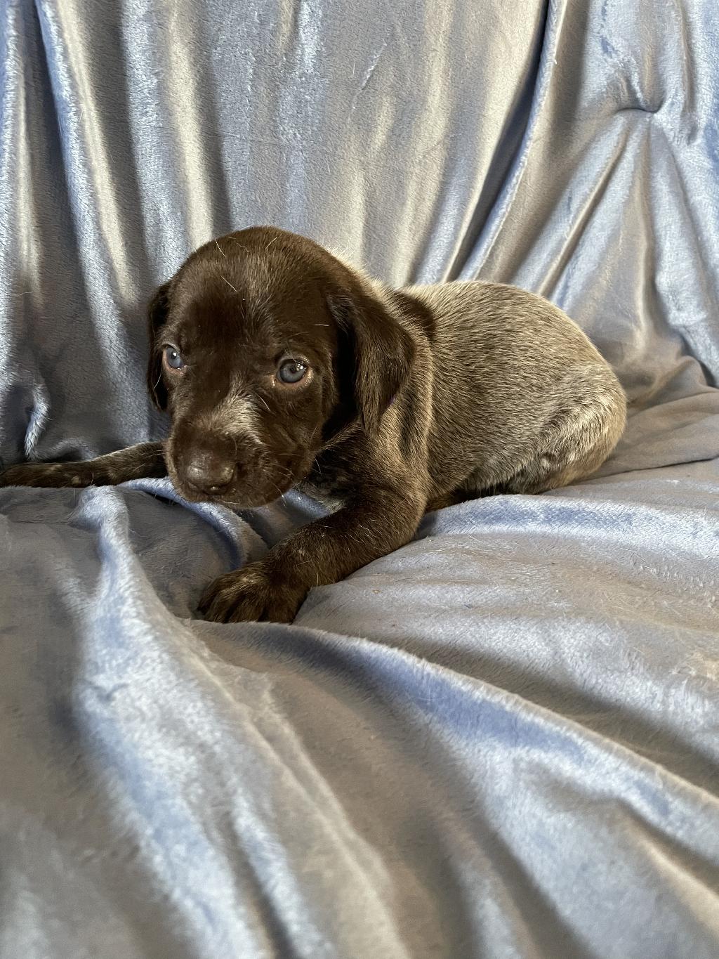 AKC FEMALE GSP- READY TO GO NOW!