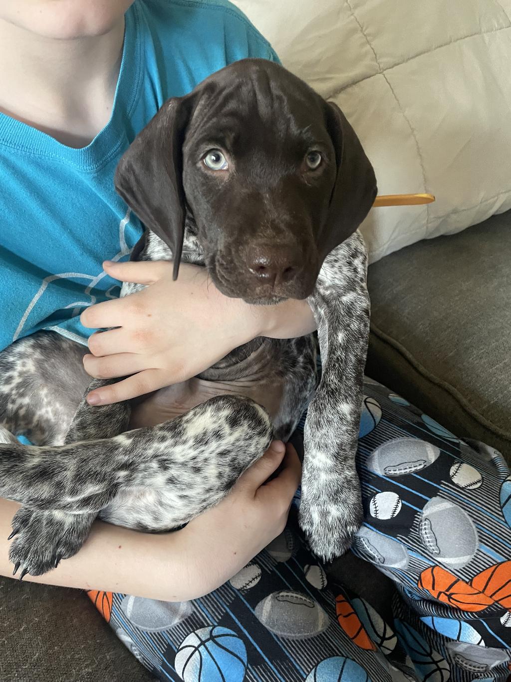 GERMAN SHORTHAIR POINTERS
