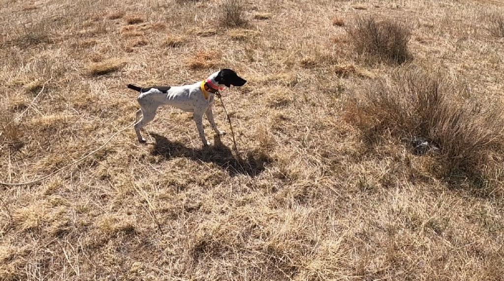 FEMALE GSP
