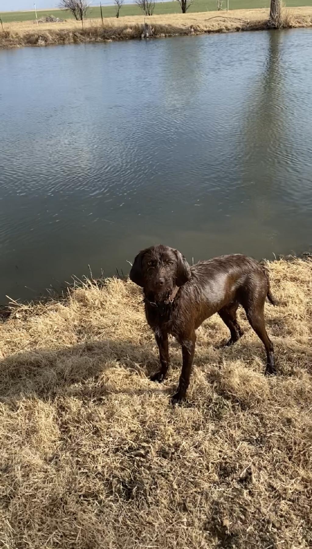 STARTED 1 YEAR OLD PUDELPOINTER