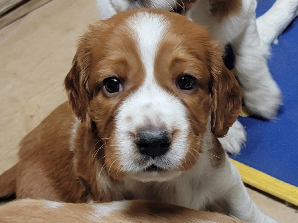 WELSH SPRINGER SPANIEL PUPPIES