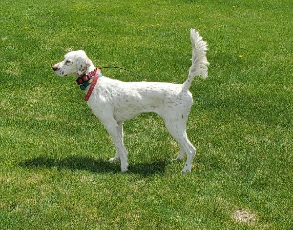 English Setter