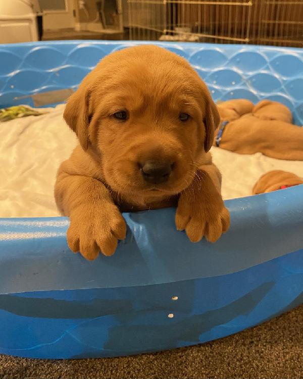 Labrador Retriever - Puppies for Sale
