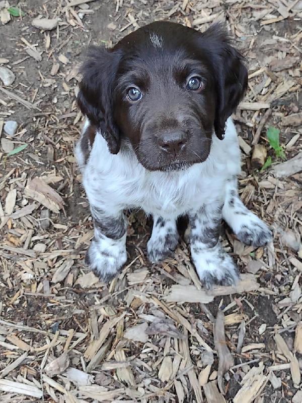 MALE KLEINE (SMALL) MUNSTERLANDER PUPPIES