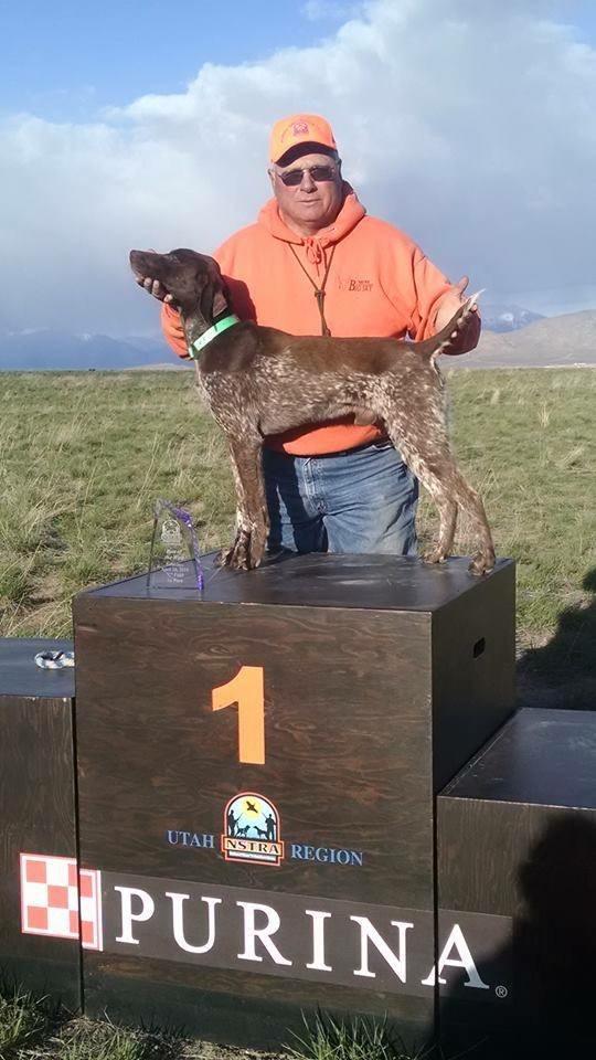 AKC CHAMPION GERMAN SHORTHAIRED POINTERS