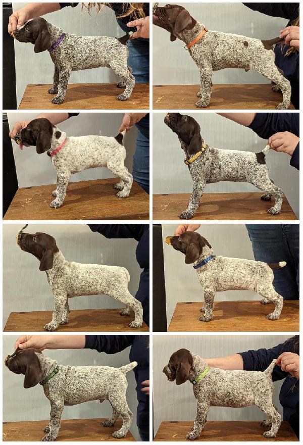 German Shorthaired Pointer - Puppies for Sale