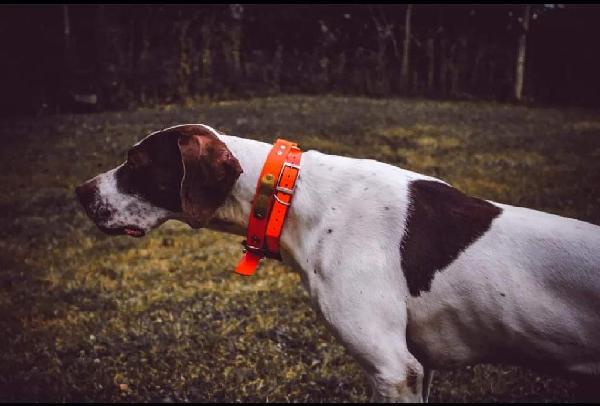 ENGLISH POINTERS PUPS