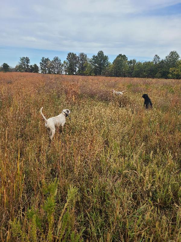 English Pointer for sale