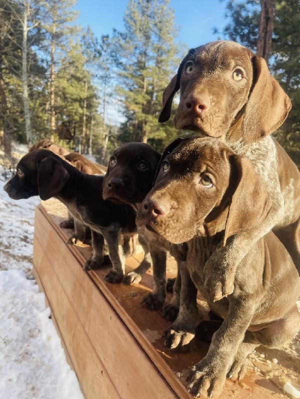 AKC GERMAN SHORTHAIR POINTERS *TOP COLOR!!*