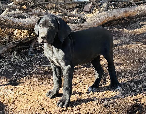 AKC GERMAN SHORTHAIR POINTER RARE COLOR FEMAL