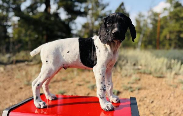 *HOUSEBROKEN AKC RARE BLACK&WHT STUD ‘SNOOPY’