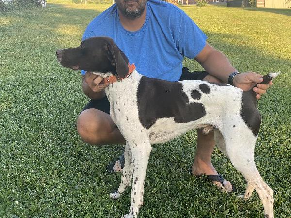 1.5 YEAR OLD GSP MALE