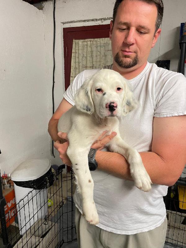 12 WEEK OLD MALE - SHADOW OAK BO