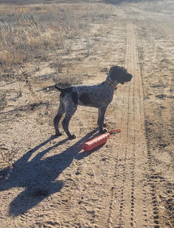 GERMAN WIREHAIR POINTER PUPPIES