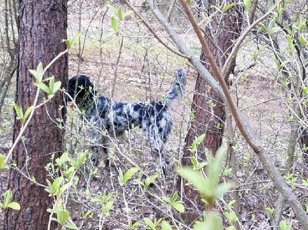 English Setter