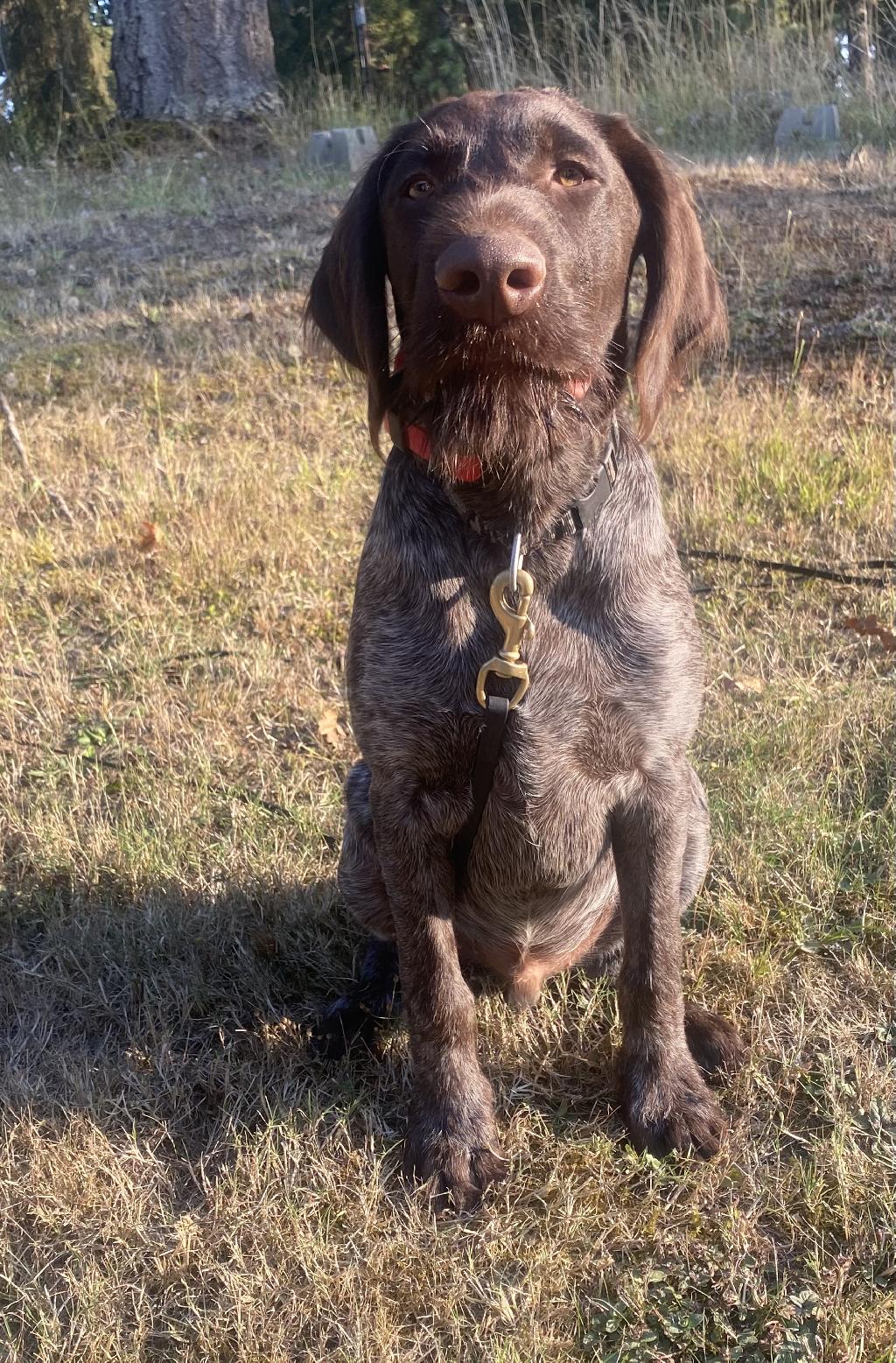 DD PUPPY