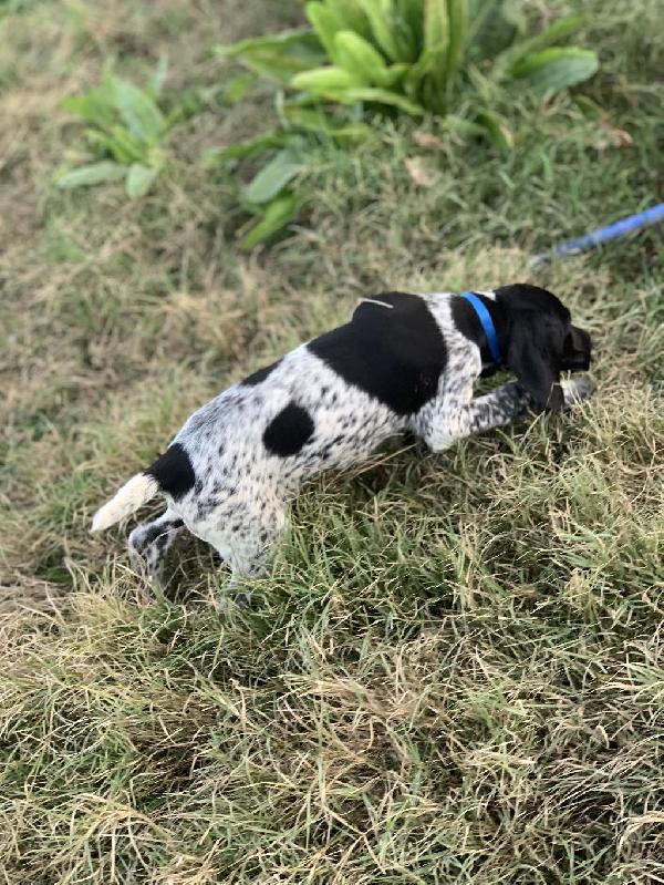 GSP PUPPIES AKC MASTER HUNTER BLOODLINES