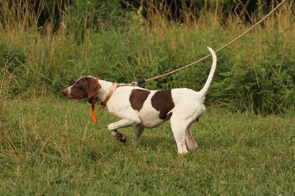 English Pointer